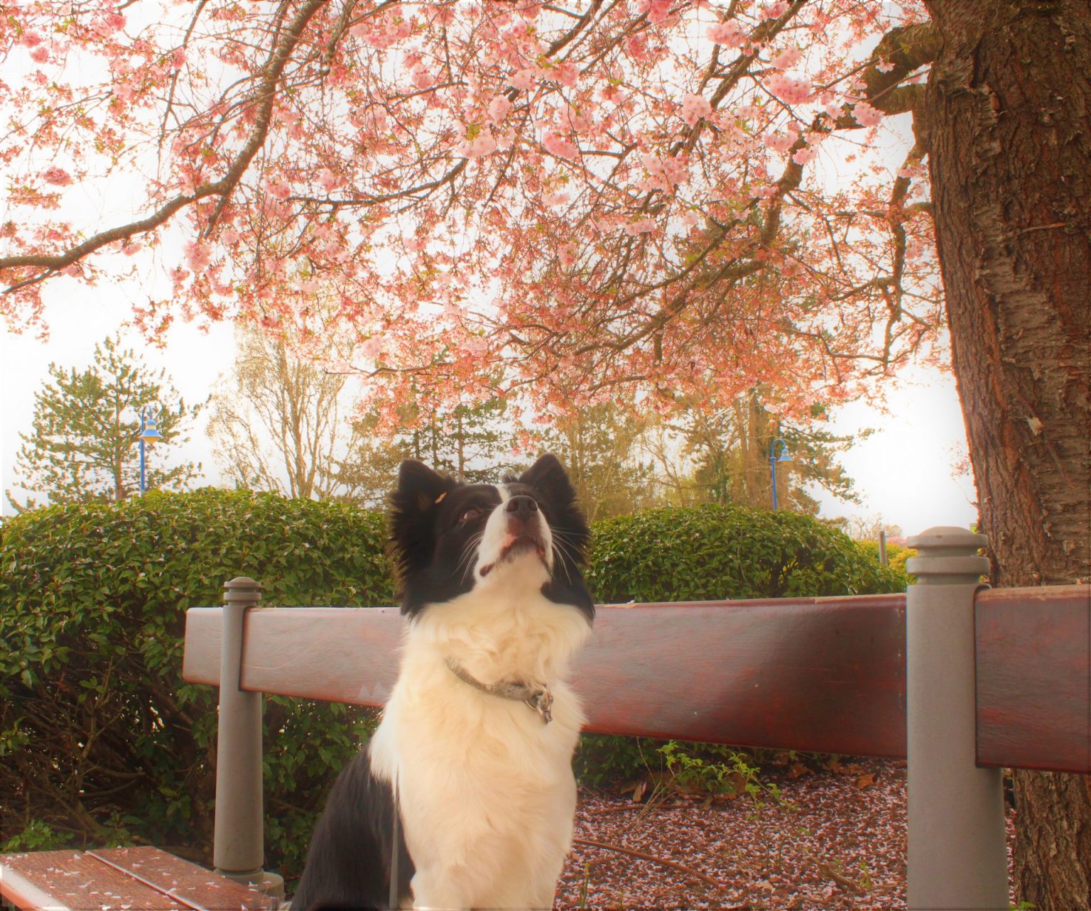 Unsere Spaziergänge mit unseren Hundefreunden - Fremdenverkehrsamt von ...